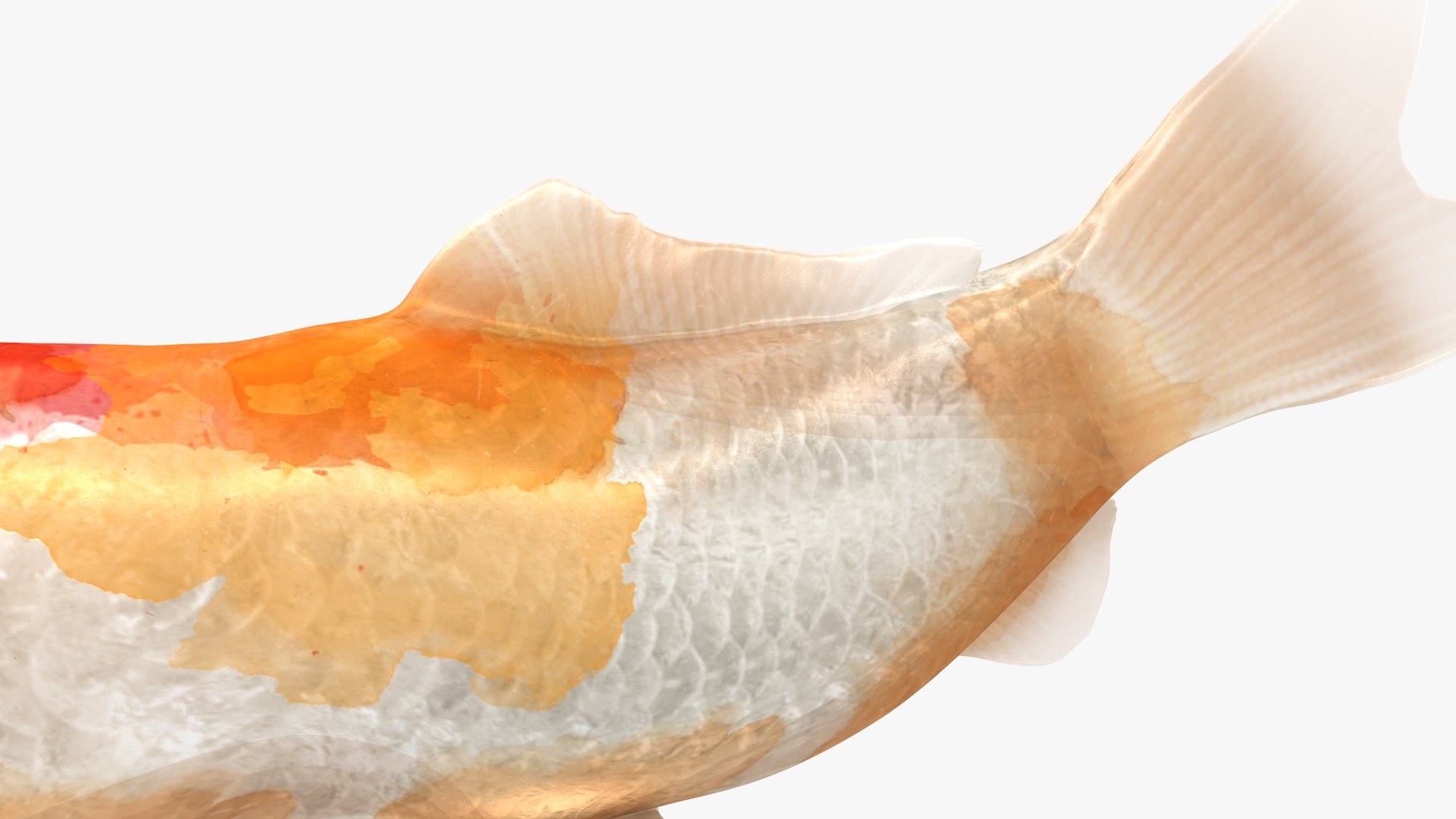 Japanese Carp Fish Rigged L1847 3D model - TurboSquid 1969281