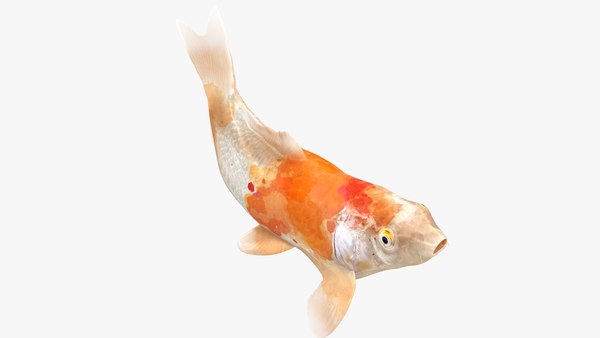 modelo 3d Pez carpa japonés aparejado L1847 - TurboSquid 1969281