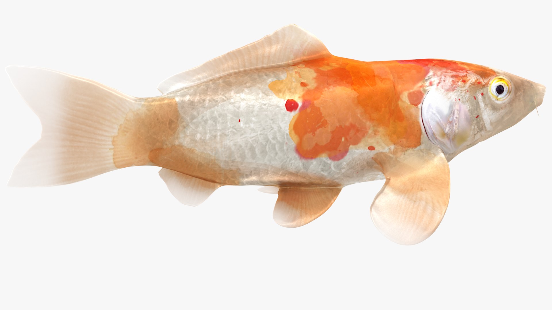 Japanese Carp Fish Rigged L1847 3D model - TurboSquid 1969281