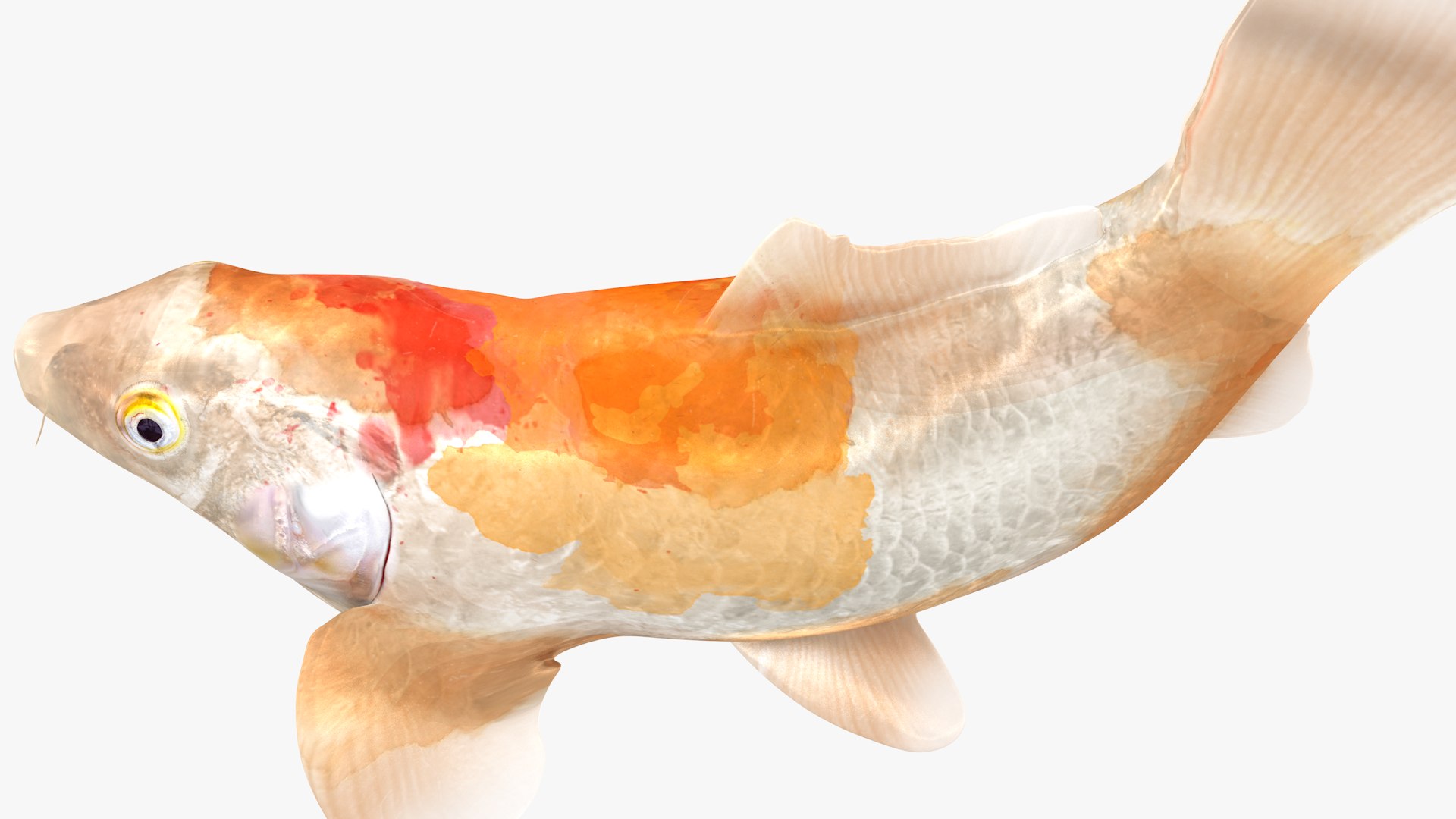 Japanese Carp Fish Rigged L1847 3D model - TurboSquid 1969281