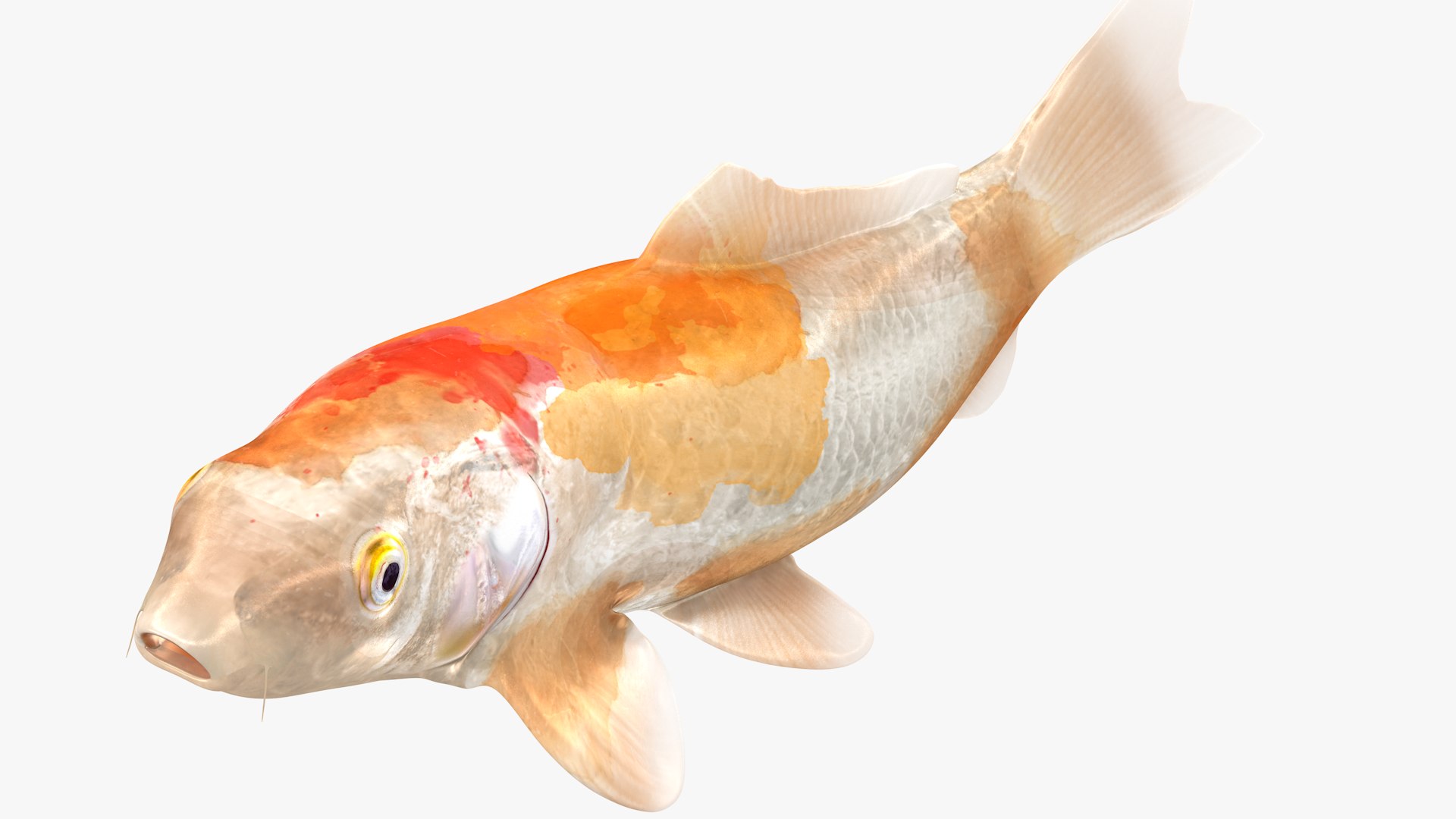 Japanese Carp Fish Rigged L1847 3D model - TurboSquid 1969281