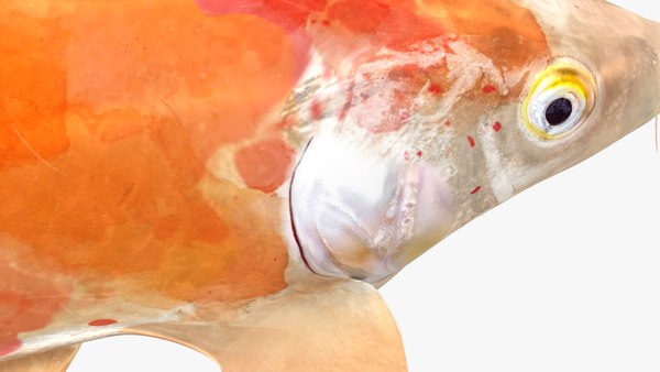 modelo 3d Pez carpa japonés aparejado L1847 - TurboSquid 1969281