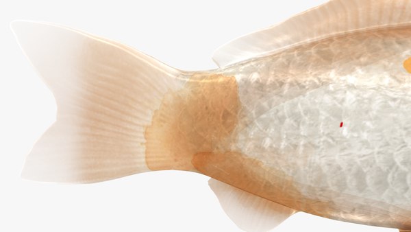 modelo 3d Pez carpa japonés aparejado L1847 - TurboSquid 1969281