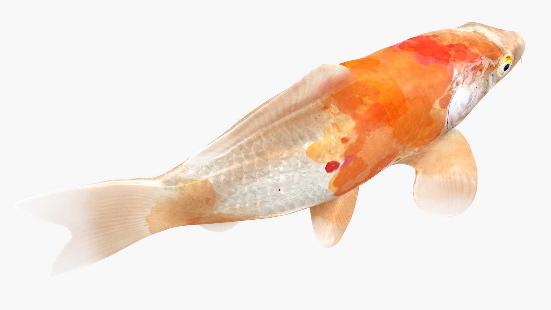 Japanese Carp Fish Rigged L1847 3D model - TurboSquid 1969281