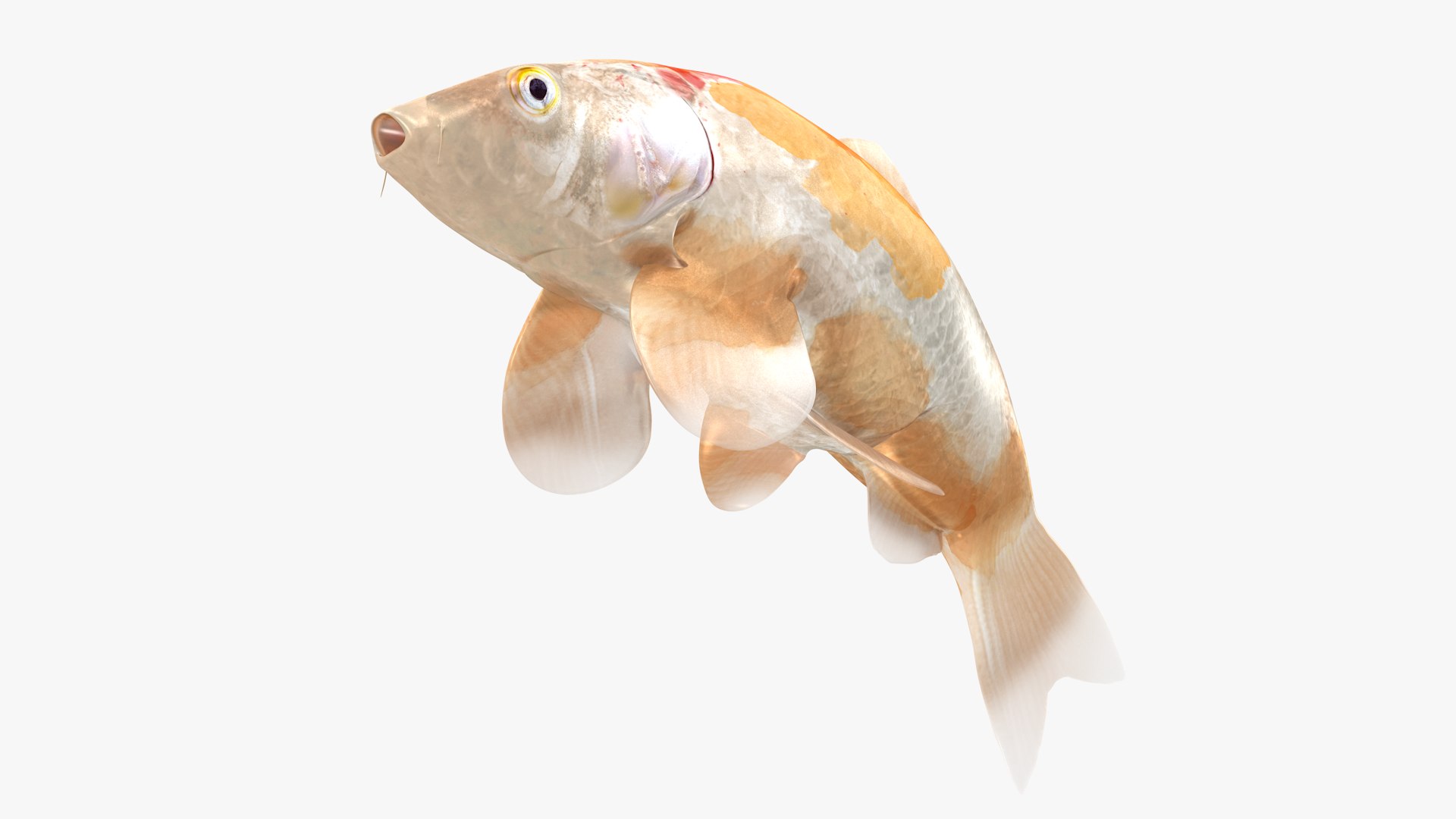Japanese Carp Fish Rigged L1847 3D model - TurboSquid 1969281
