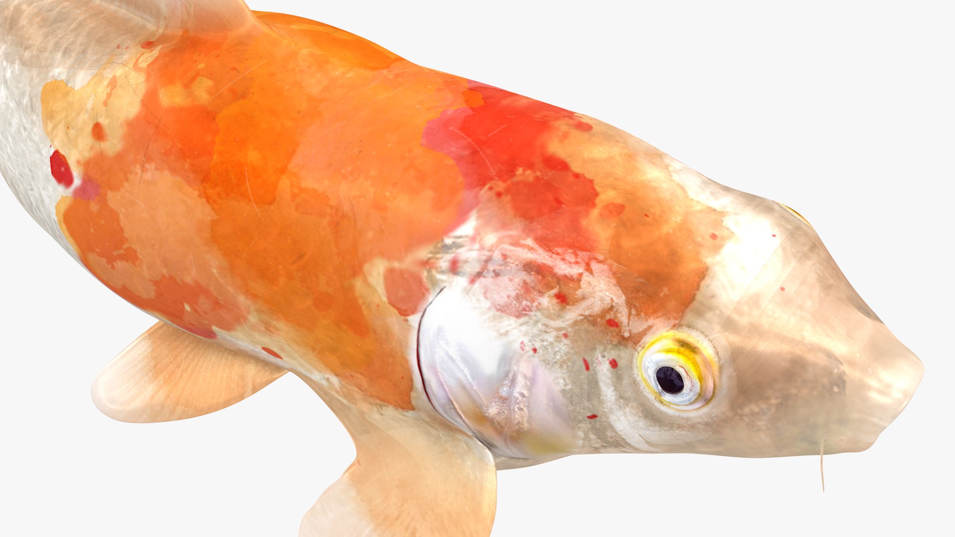 Japanese Carp Fish Rigged L1847 3D model - TurboSquid 1969281