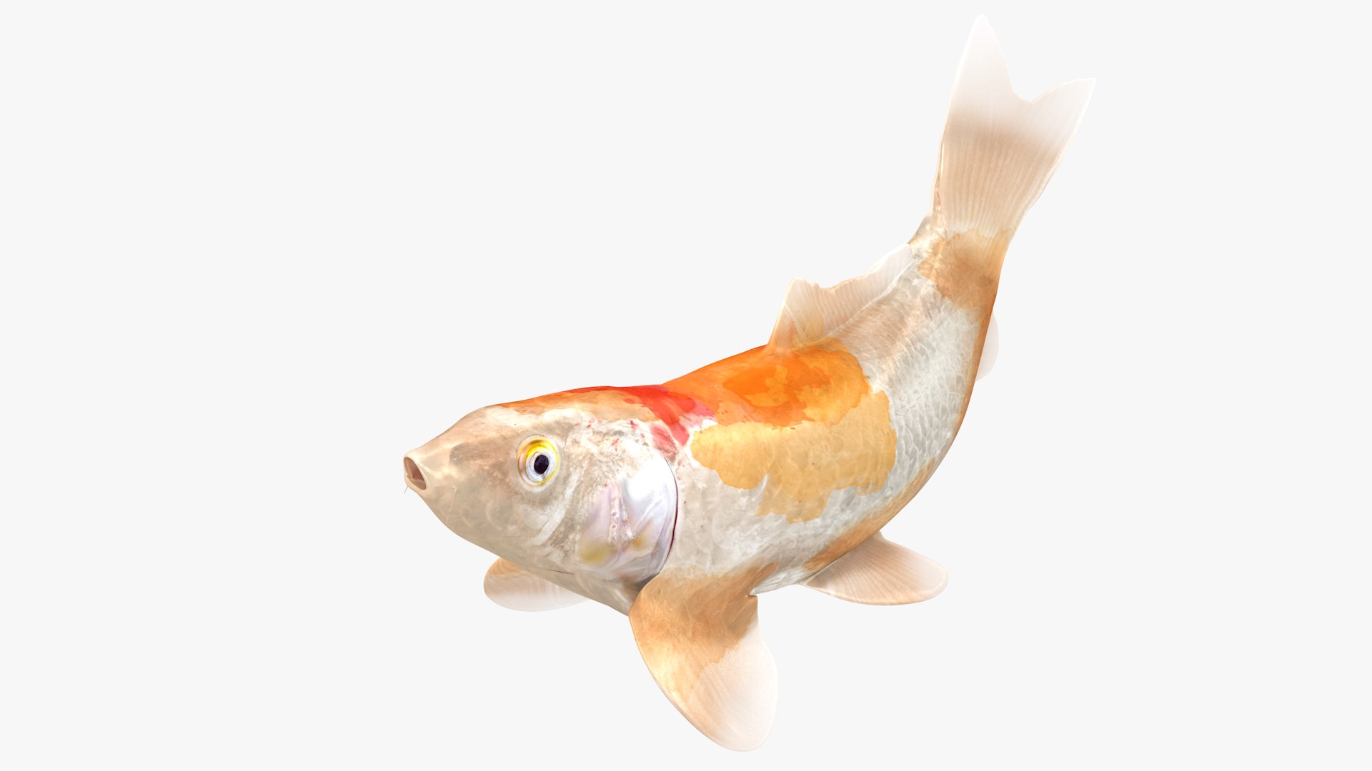 Japanese Carp Fish Rigged L1847 3D model - TurboSquid 1969281