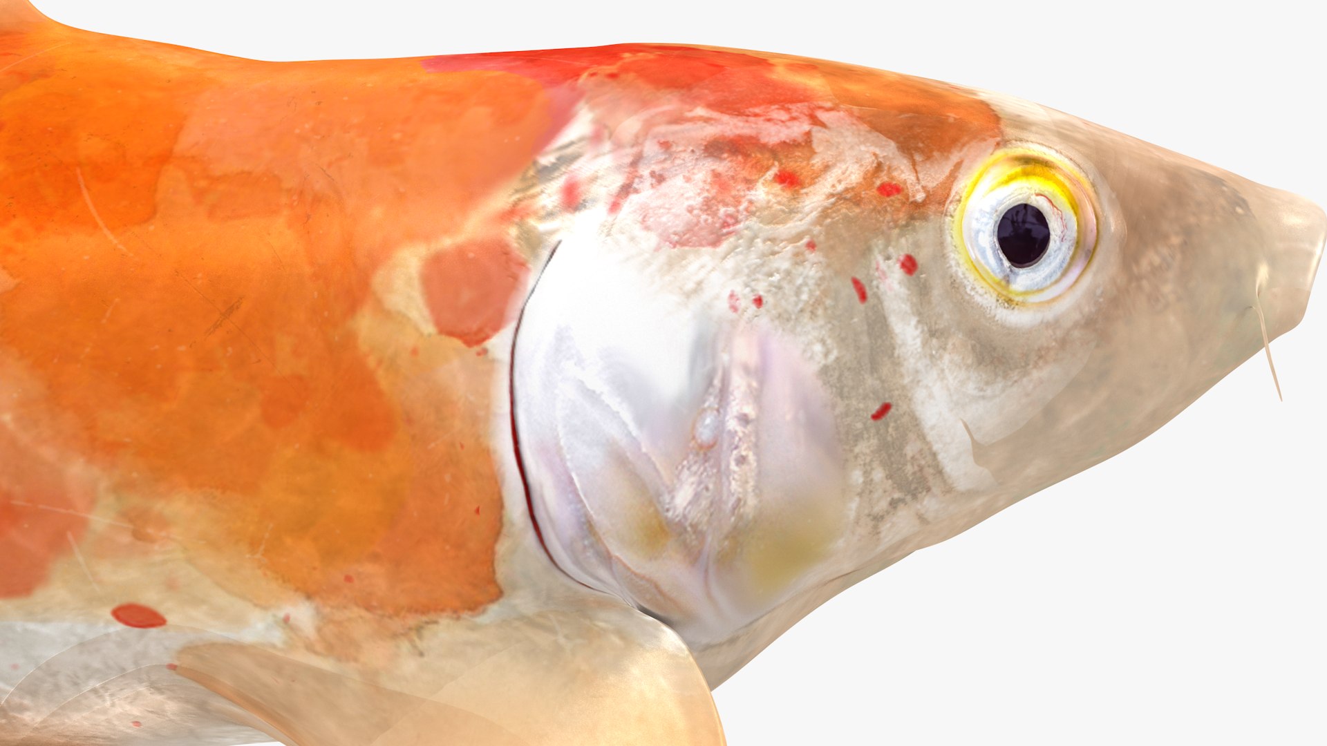 Japanese Carp Fish Rigged L1847 3D model - TurboSquid 1969281