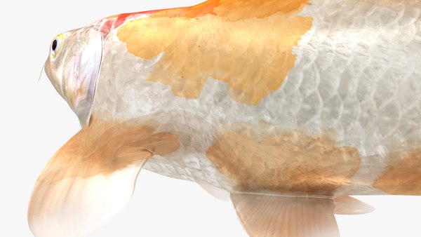 modelo 3d Pez carpa japonés aparejado L1847 - TurboSquid 1969281