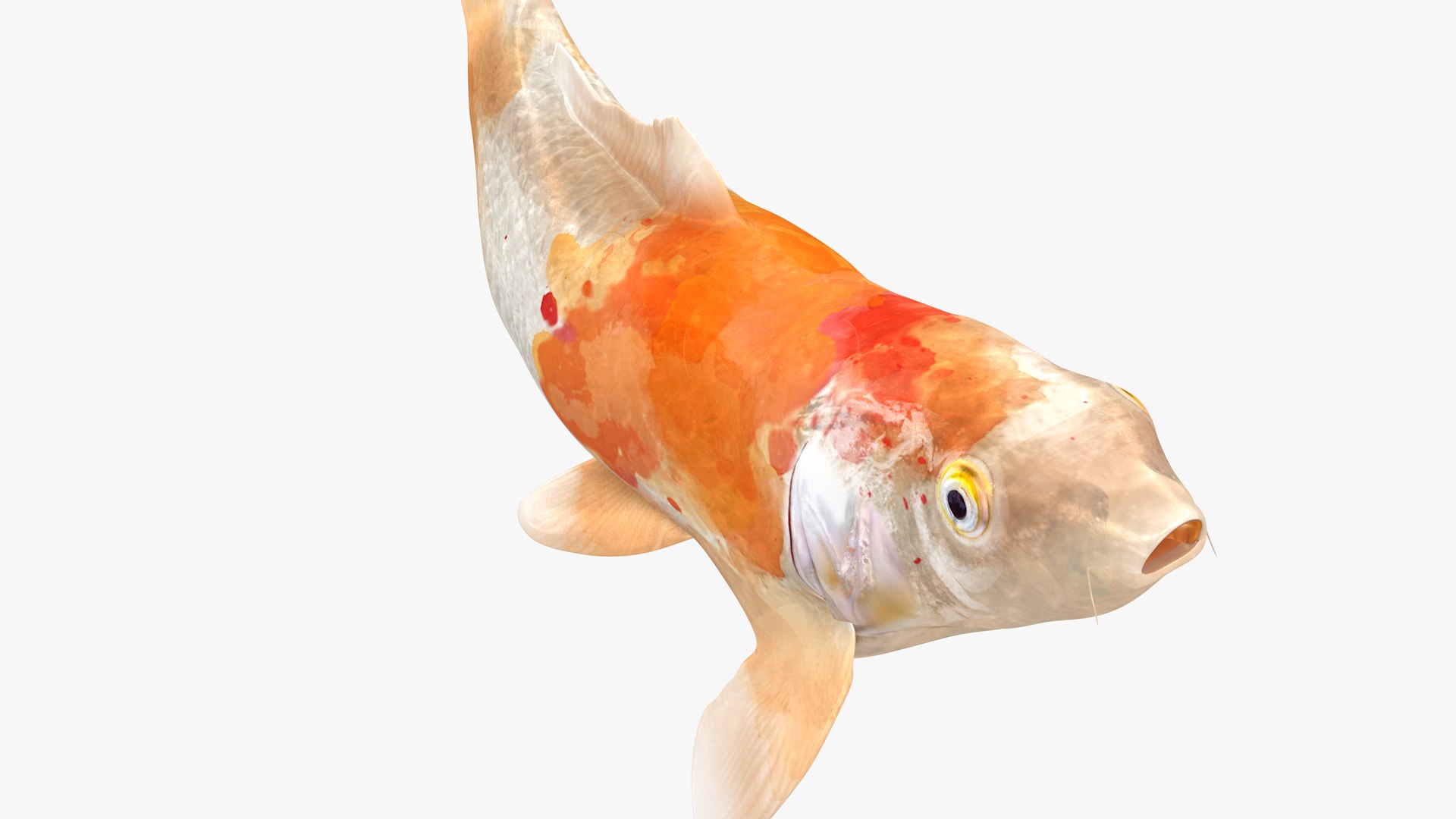 Japanese Carp Fish Rigged L1847 3D model - TurboSquid 1969281