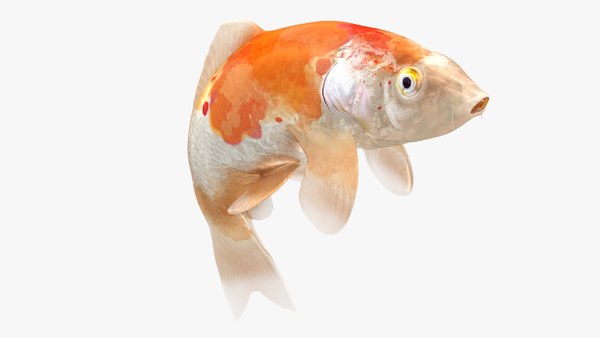 modelo 3d Pez carpa japonés aparejado L1847 - TurboSquid 1969281