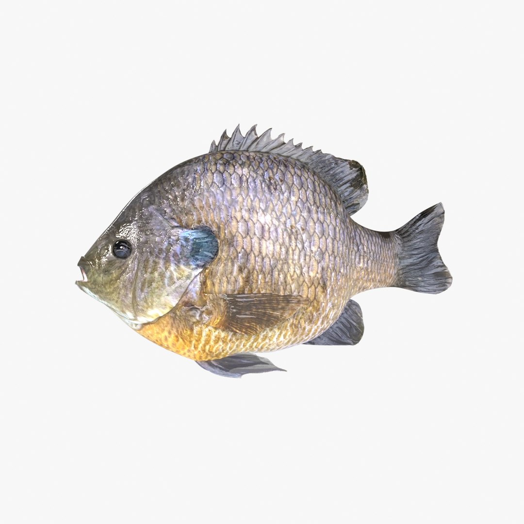 3D Bluegill - TurboSquid 2073607