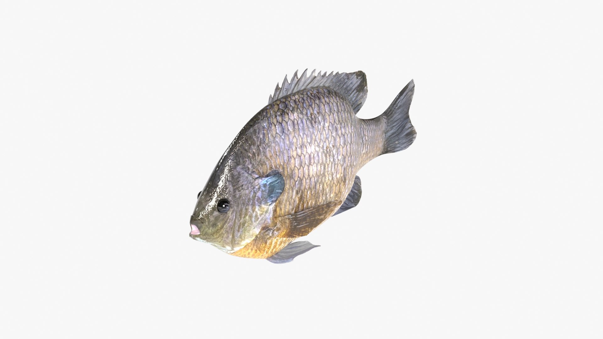 3D Bluegill - TurboSquid 2073607