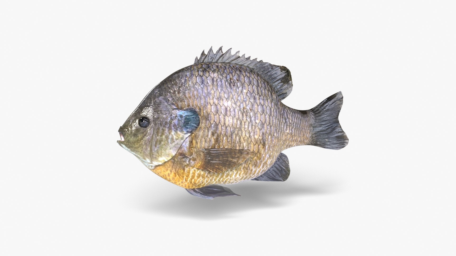 3D Bluegill - TurboSquid 2073607