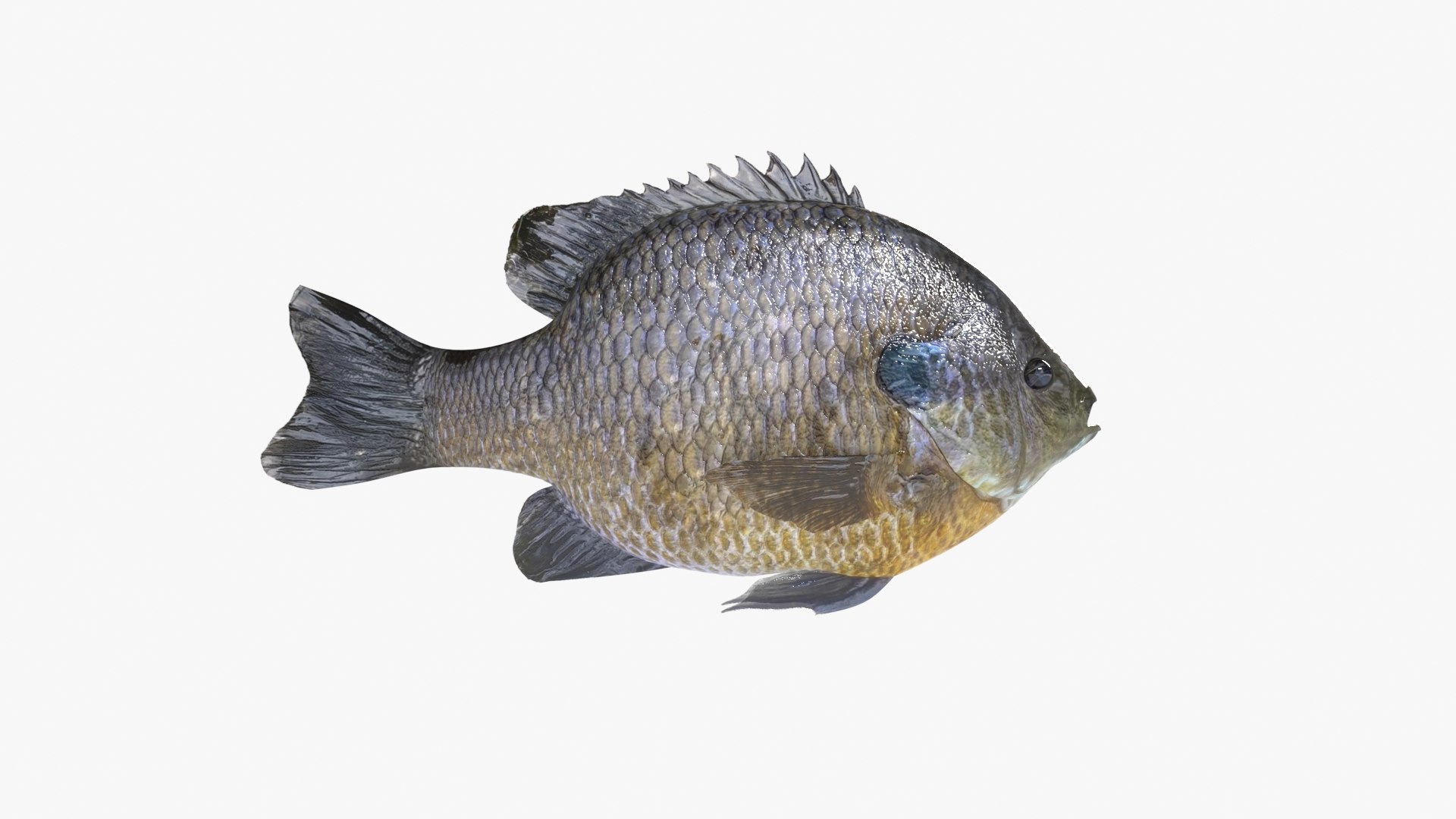 3D Bluegill - TurboSquid 2073607