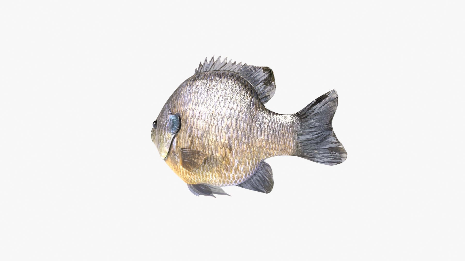 3D Bluegill - TurboSquid 2073607