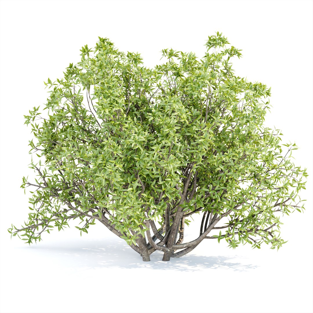 3D Bushes collection vol 191 model - TurboSquid 2035060