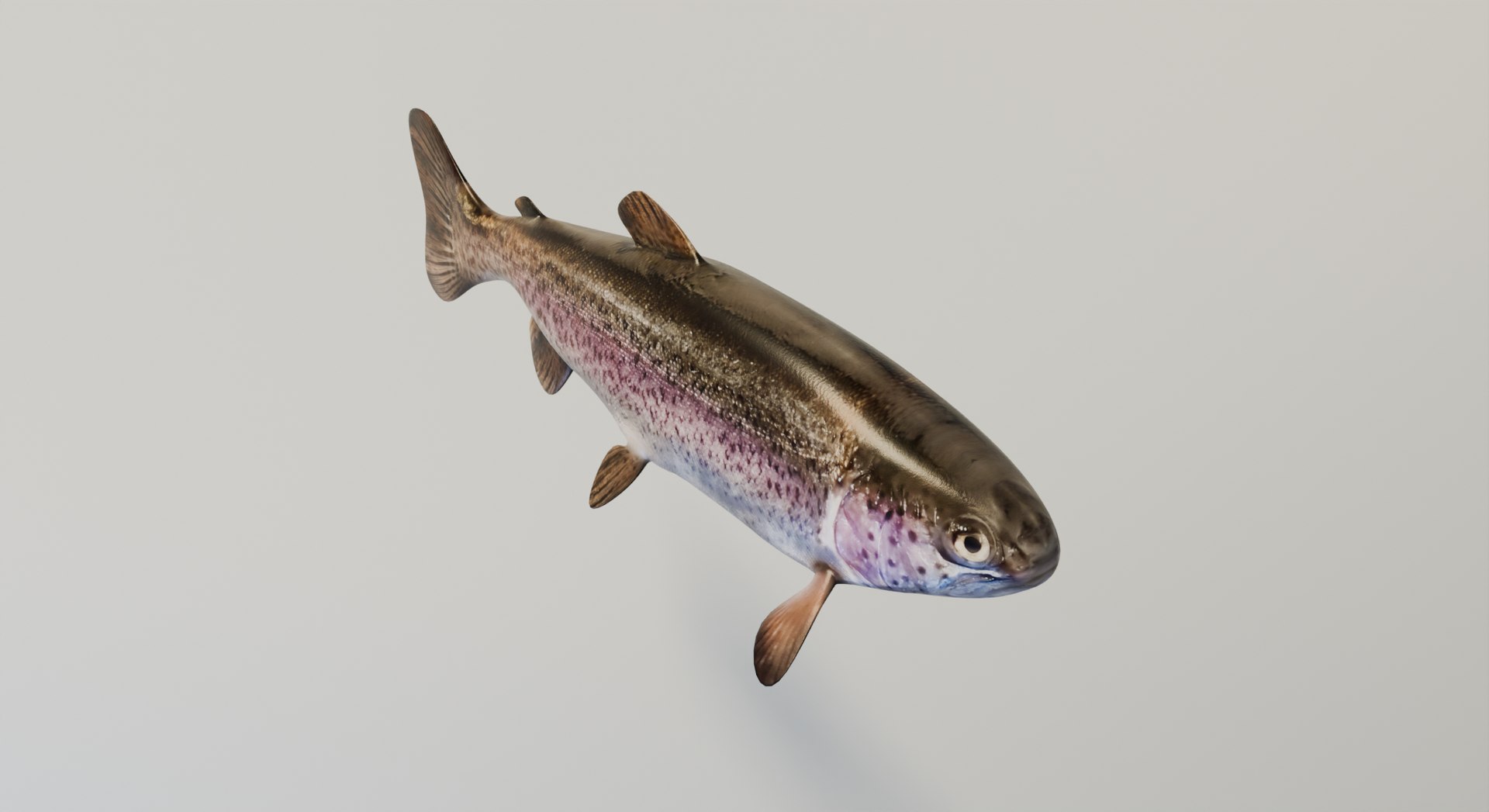 3D RainbowTrout Model - TurboSquid 2371629