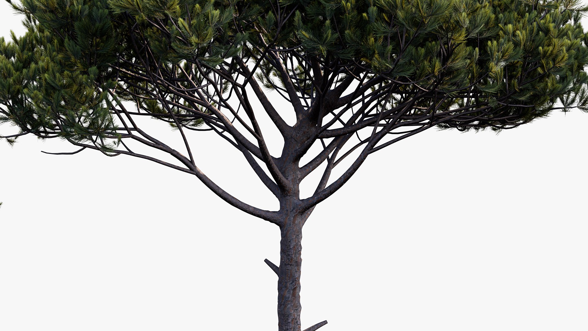 Italian Stone Pine Pinus Pinea 3D Model - TurboSquid 2041935