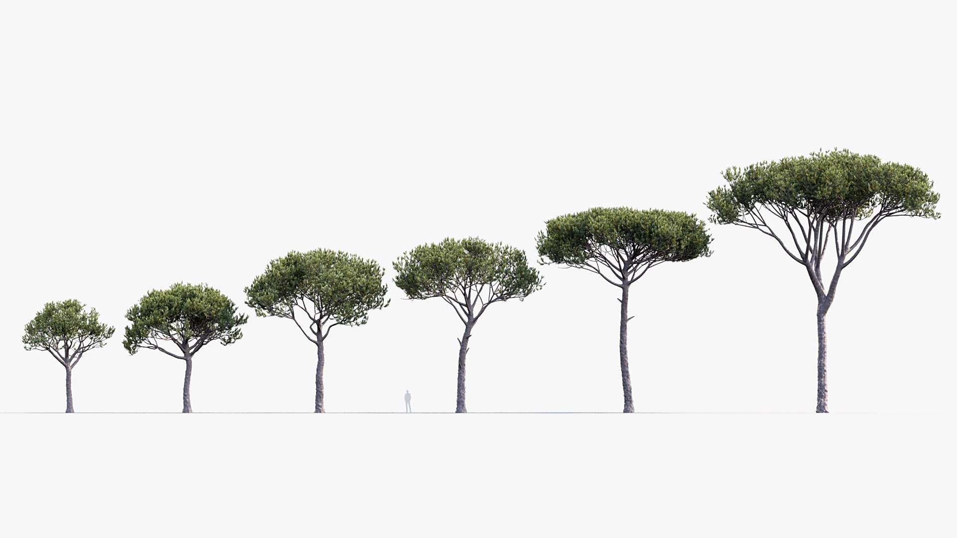 Italian Stone Pine Pinus Pinea 3D Model - TurboSquid 2041935