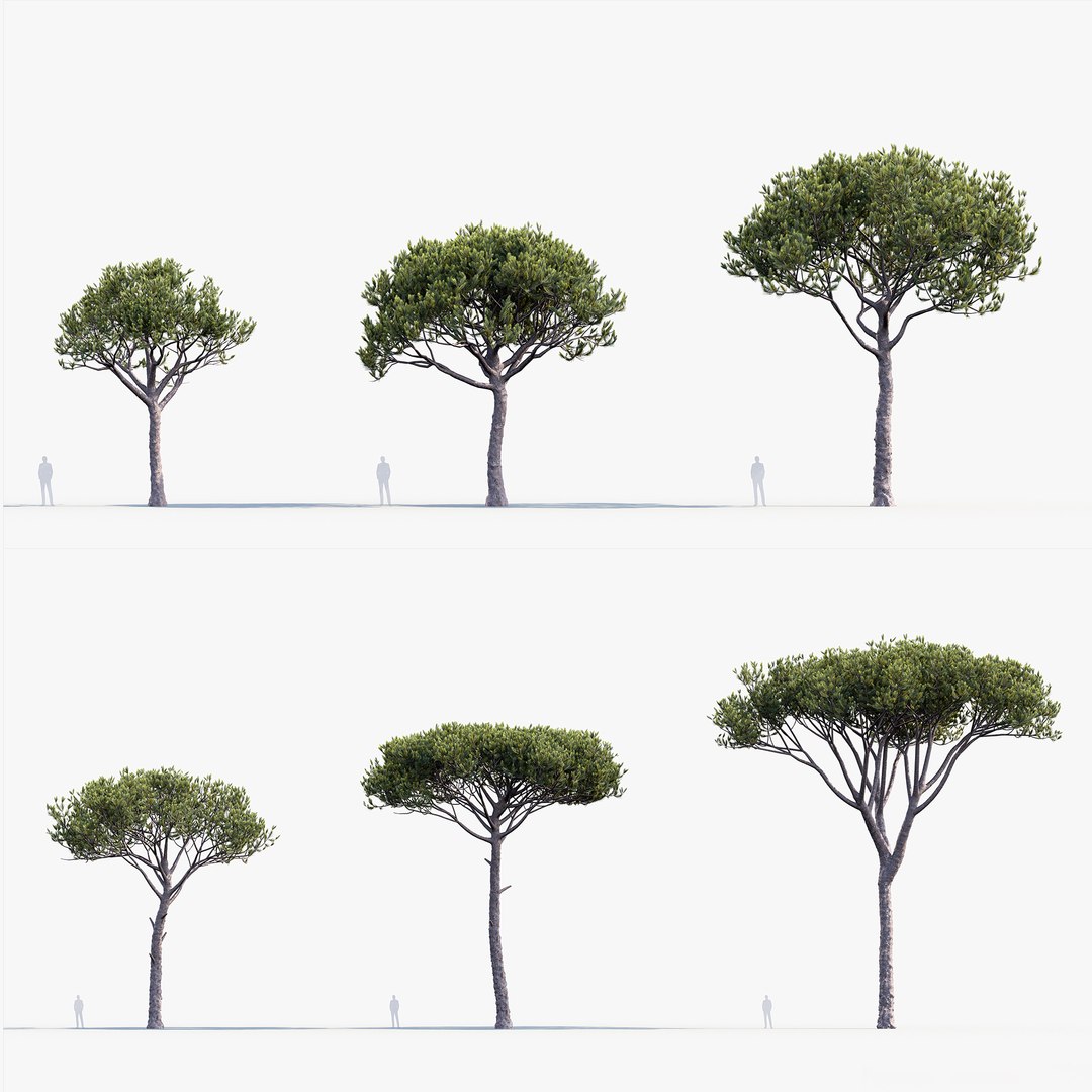 Italian stone pine Pinus pinea 3D model - TurboSquid 2041935