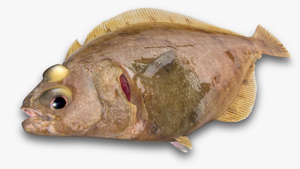 3D Pacific Sanddab - Citharichthys sordidus - TurboSquid 1774740