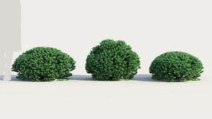 Topiary 3D Models for Download | TurboSquid