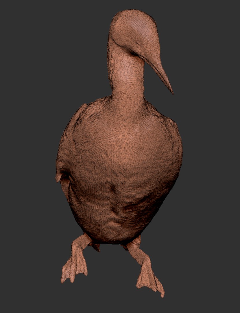 Common Loon 08 3D - TurboSquid 1737055