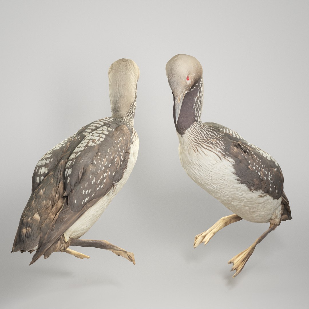 Common Loon 08 3D - TurboSquid 1737055