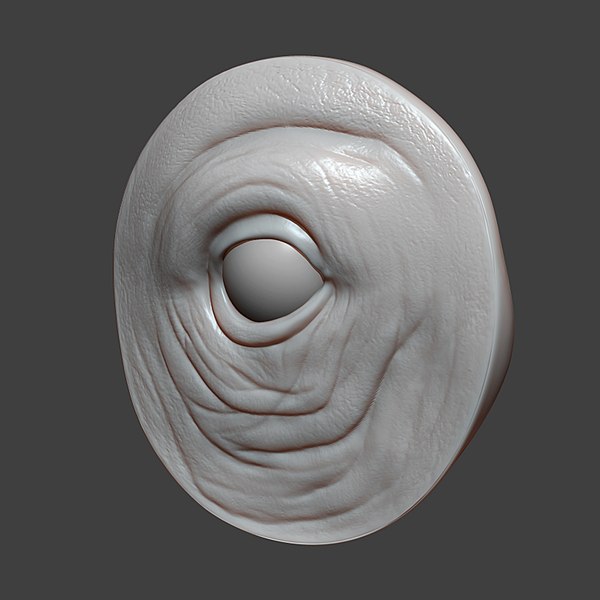 modelo 3d Rhino Baby Eye Socket Highpoly Sculpt - TurboSquid 1814032