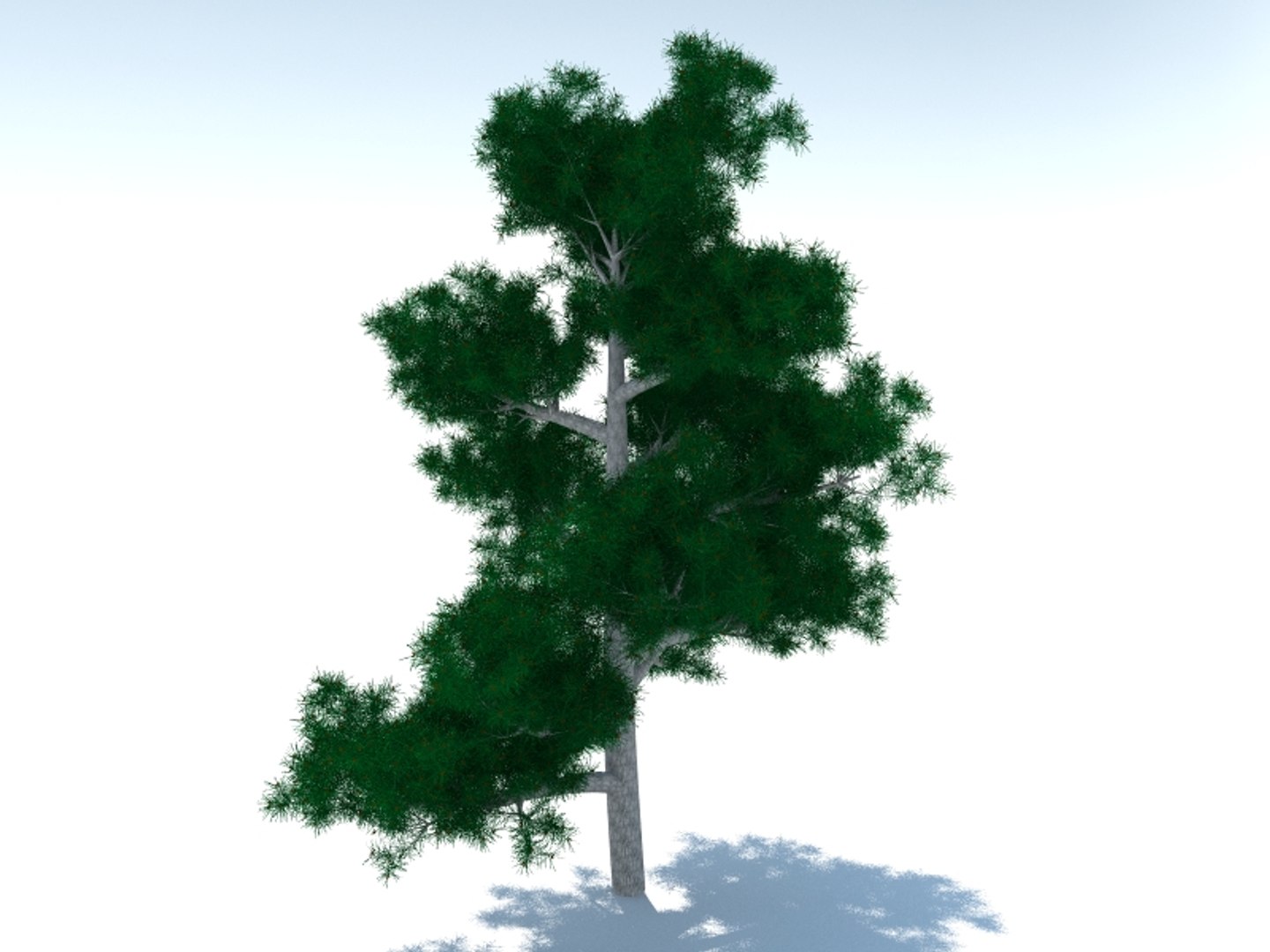 Realistic Pine Tree 3d Model