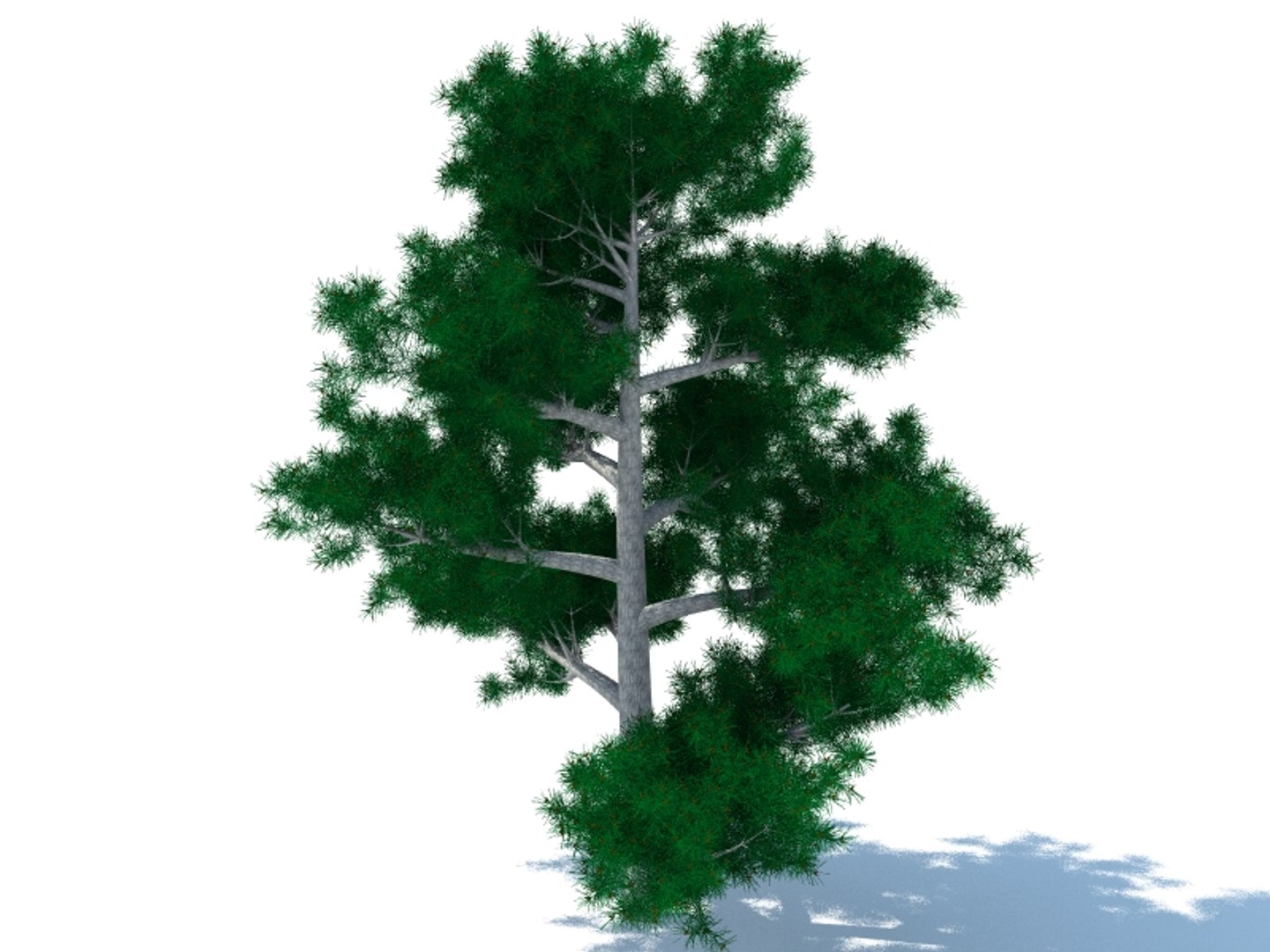 Realistic Pine Tree 3d Model