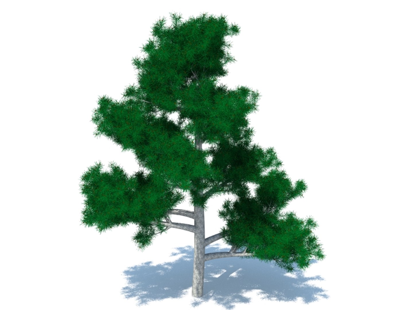 Realistic Pine Tree 3d Model