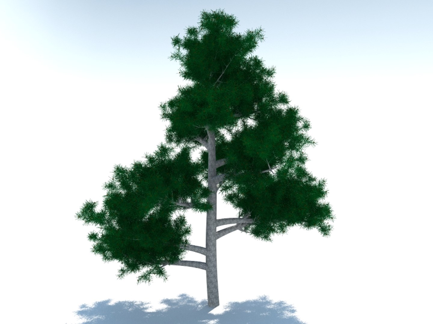 Realistic Pine Tree 3d Model