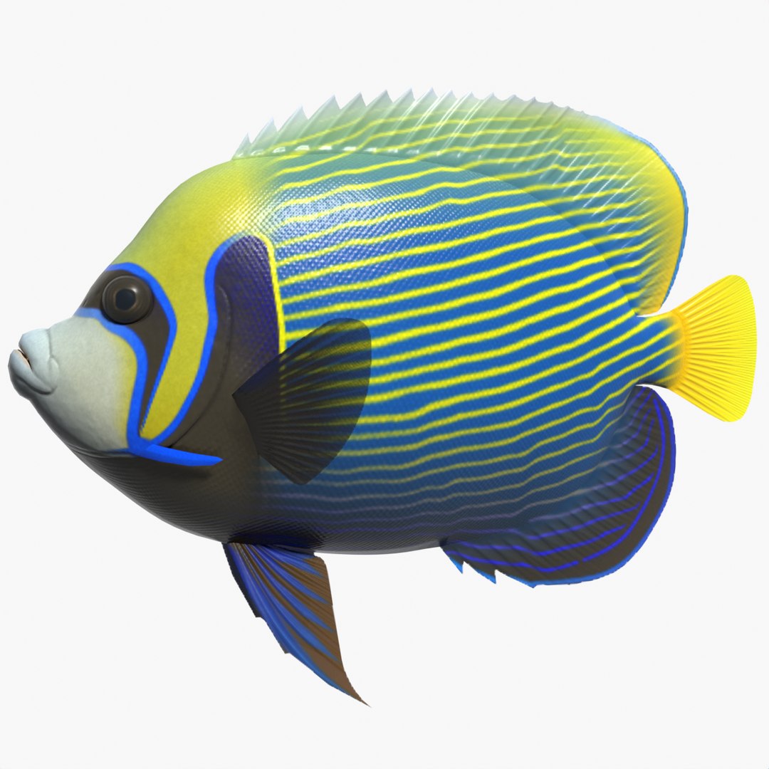 3dsmax Emperor Angelfish