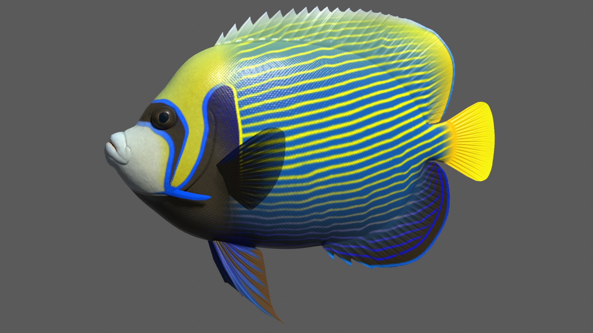 3dsmax Emperor Angelfish