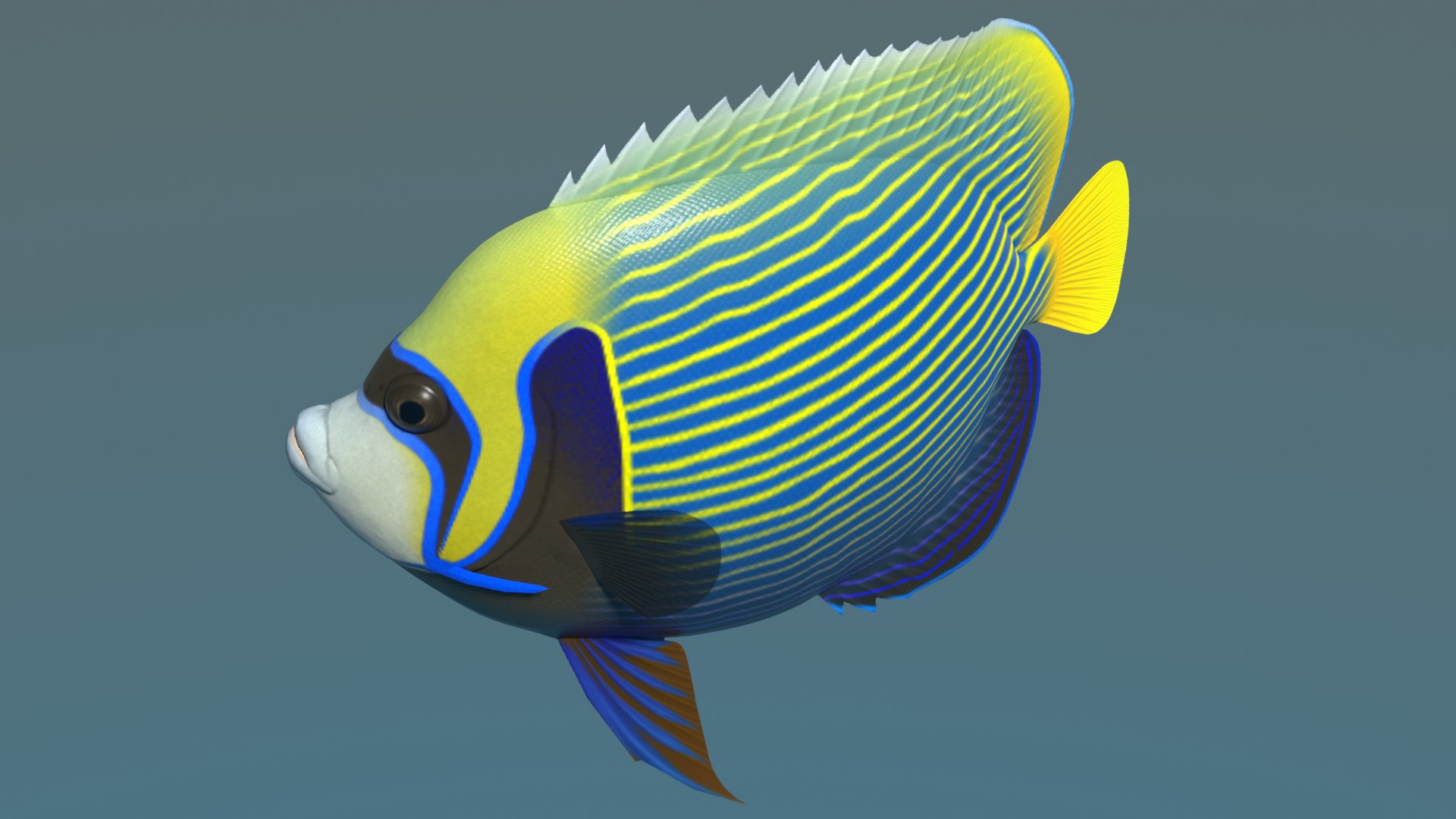 3dsmax Emperor Angelfish