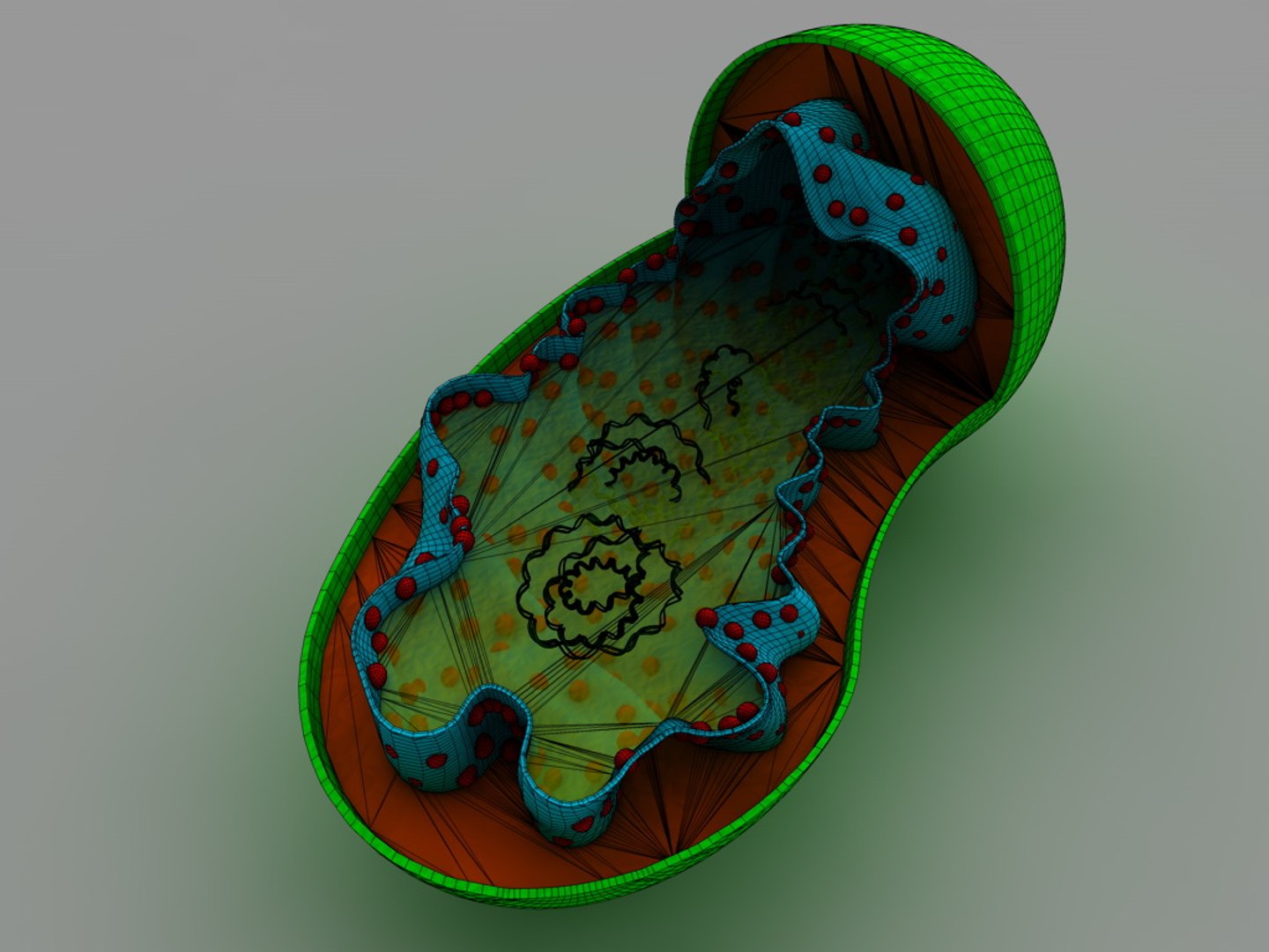 Mitochondrion Cells 3d 3ds