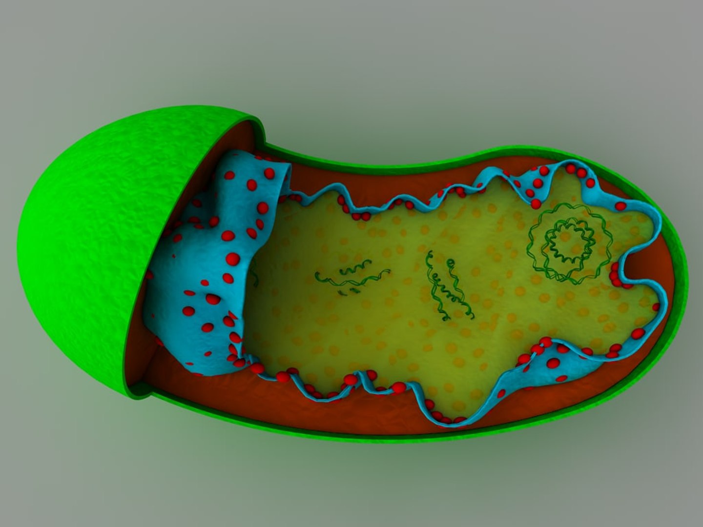 Mitochondrion Cells 3d 3ds