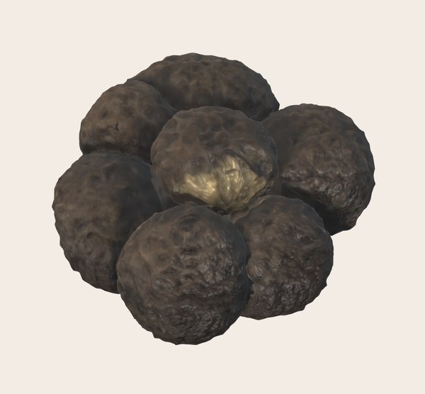 modelo 3d Hongo Trufa Negra - TurboSquid 2315332