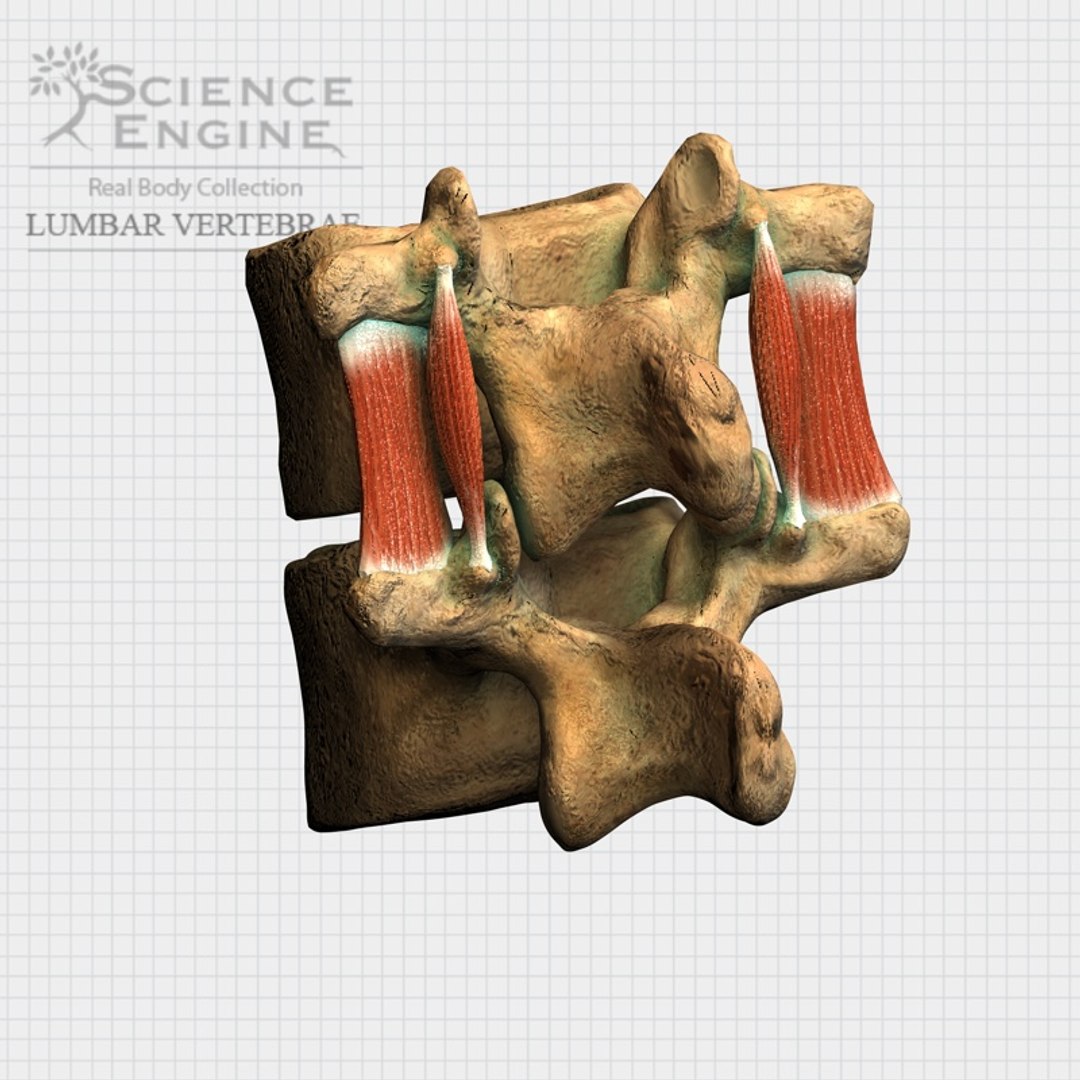 human spine vertebrae 3d model