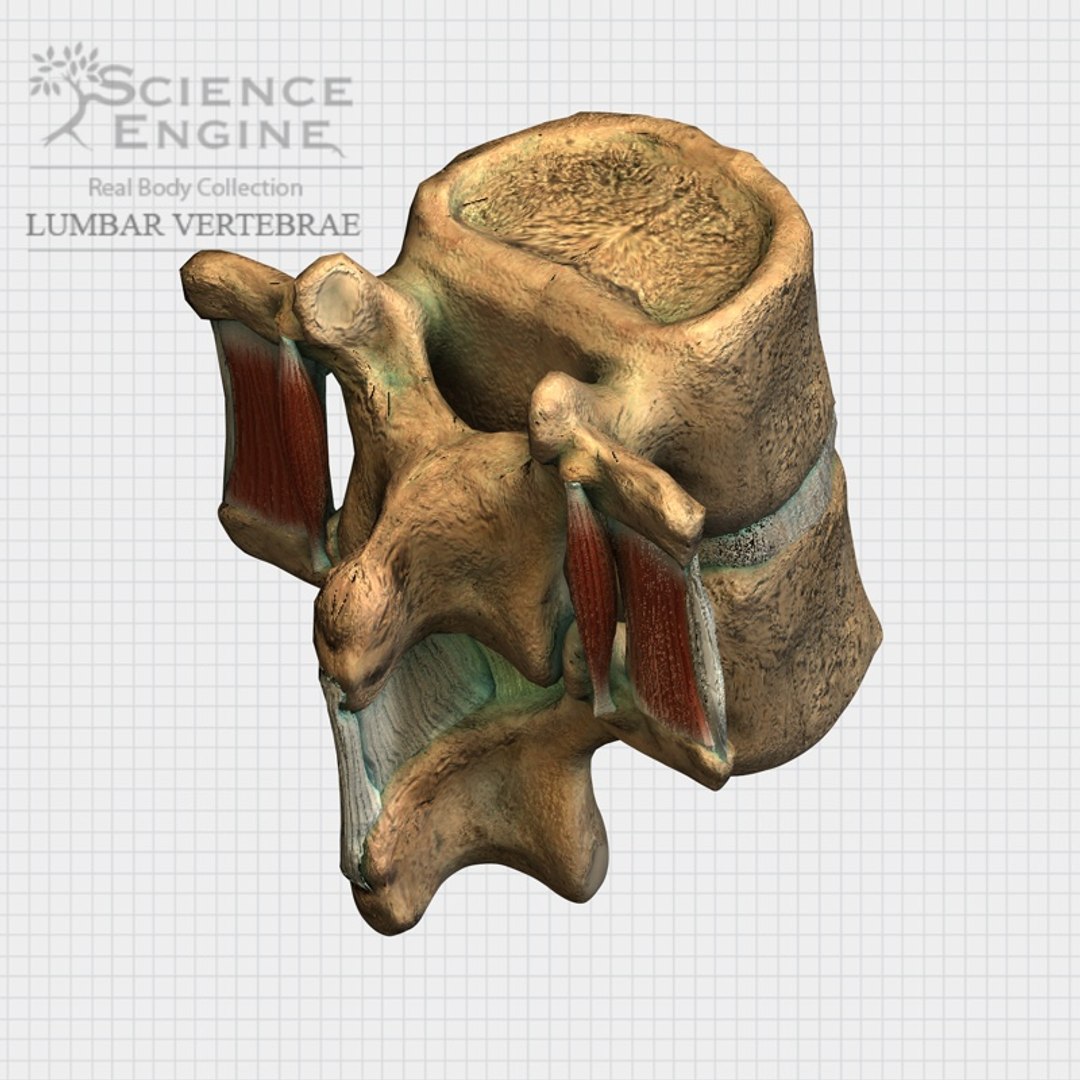 human spine vertebrae 3d model