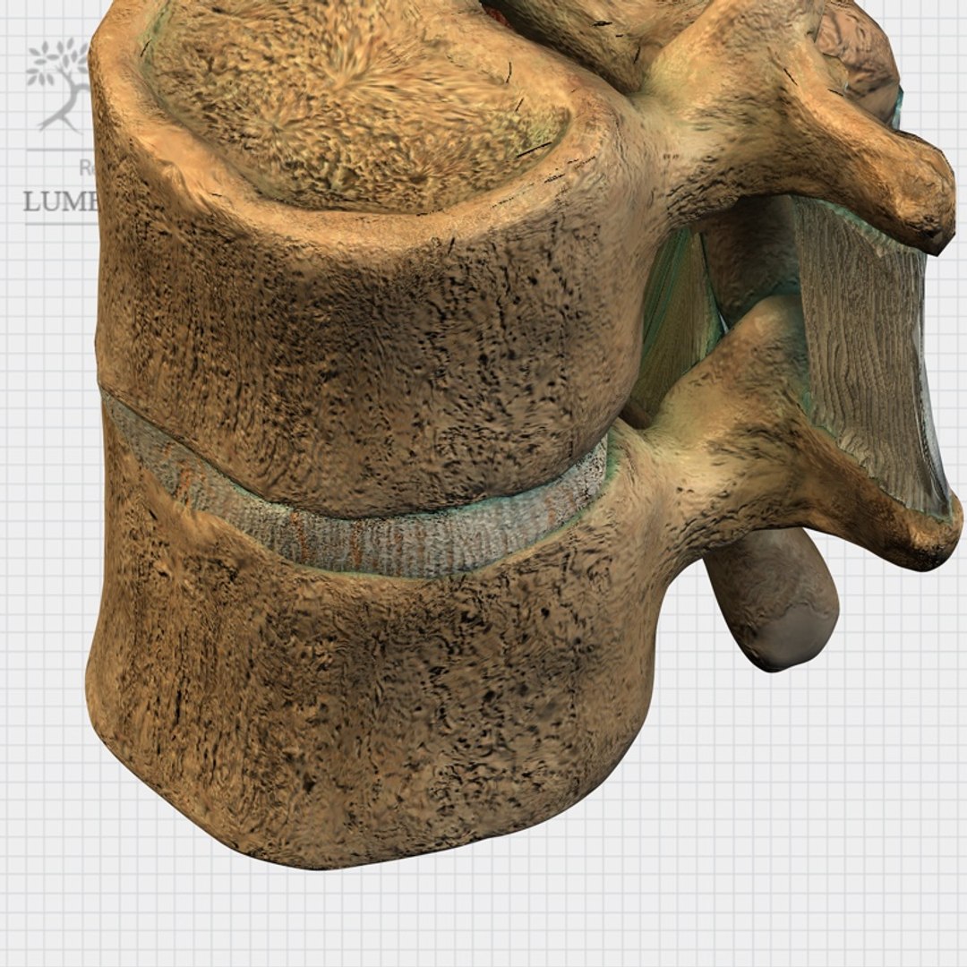 human spine vertebrae 3d model