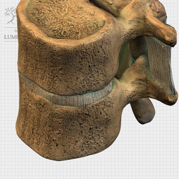 human spine vertebrae 3d model