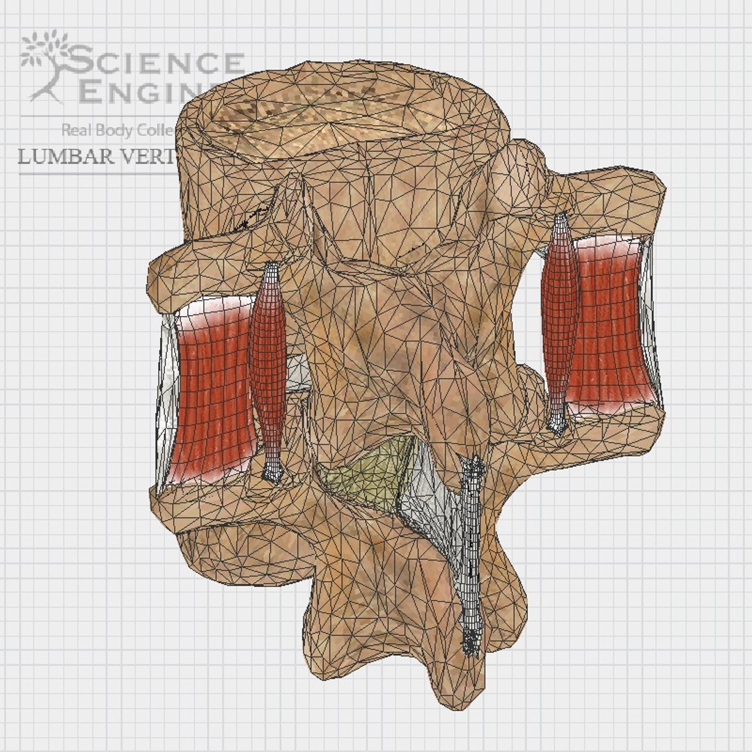 human spine vertebrae 3d model