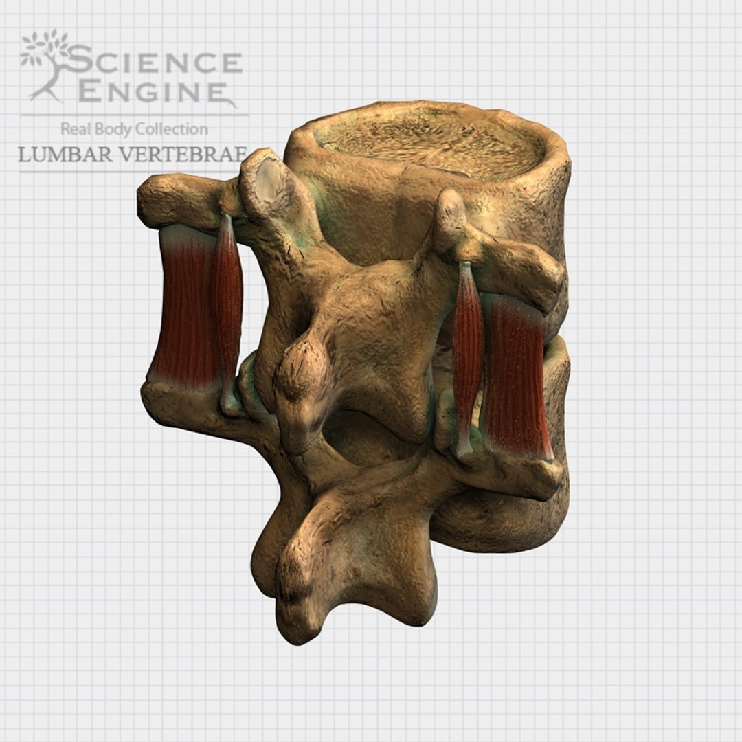 human spine vertebrae 3d model
