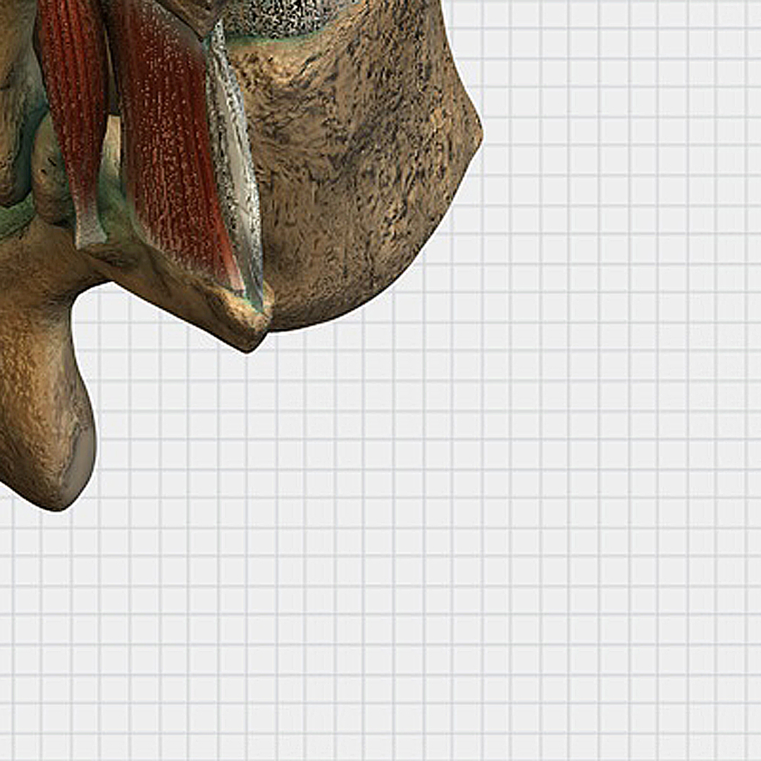 human spine vertebrae 3d model