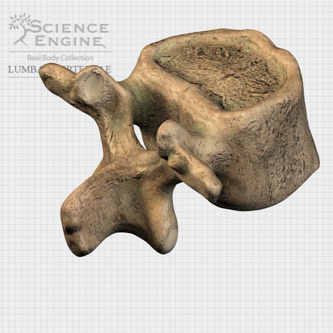 human spine vertebrae 3d model