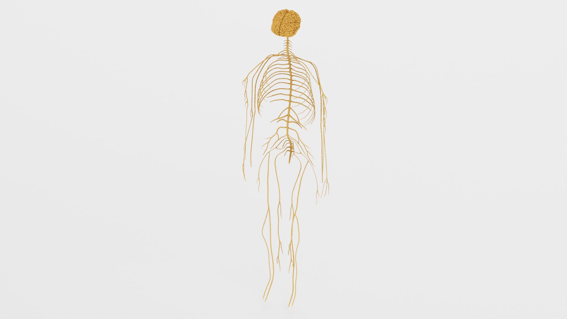 Human Nerves 3D - TurboSquid 1891612