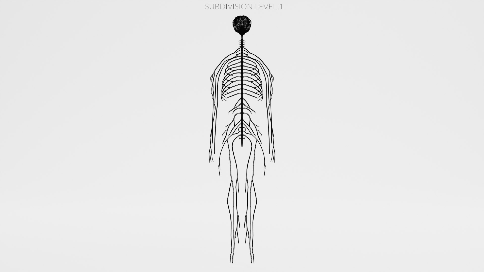 Human Nerves 3D - TurboSquid 1891612